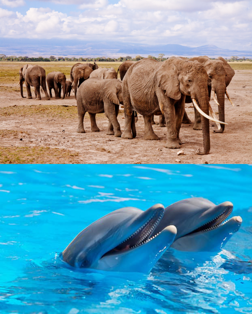 eleph-dolphin – Sara Pugh Pilates Hypnosis Nervous System Biochemistry ...